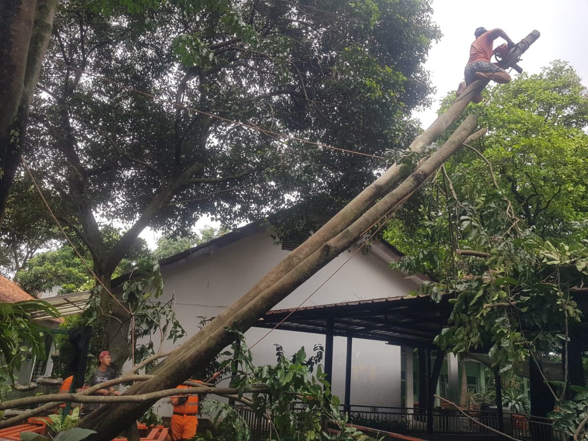 Akibat Hujan Deras dan Angin Kencang, Pohon di Halaman SMAN 6 Kota Bogor Tumbang | Inilahkoran.id